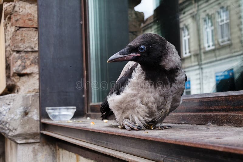 Crow on the window stock image. Image of hungry, fallen - 75967939