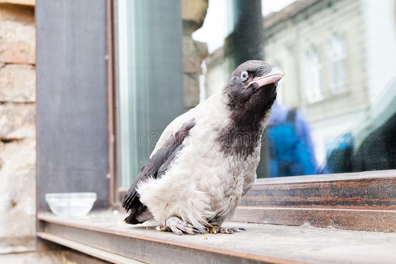 Crow on the window stock photo. Image of closeup, standing - 75968298