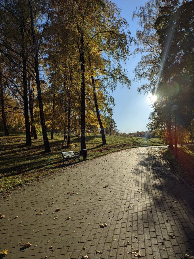 Autumn Park with Bench and Sidewalk, Yellow Trees with Sunlight Stock ...