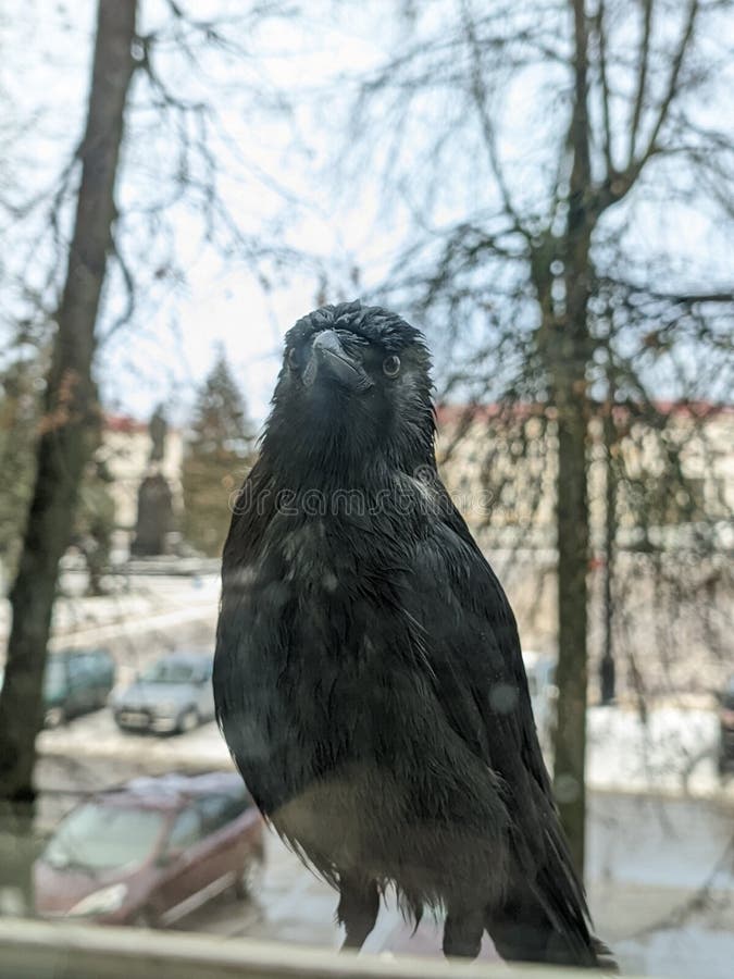 Crow in Winter, Behind the Glass Stock Image - Image of wildlife, bird ...