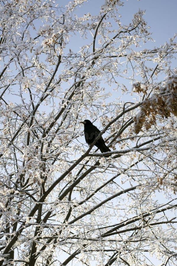 Crow on a winter tree stock photo. Image of bill, avian - 47583698