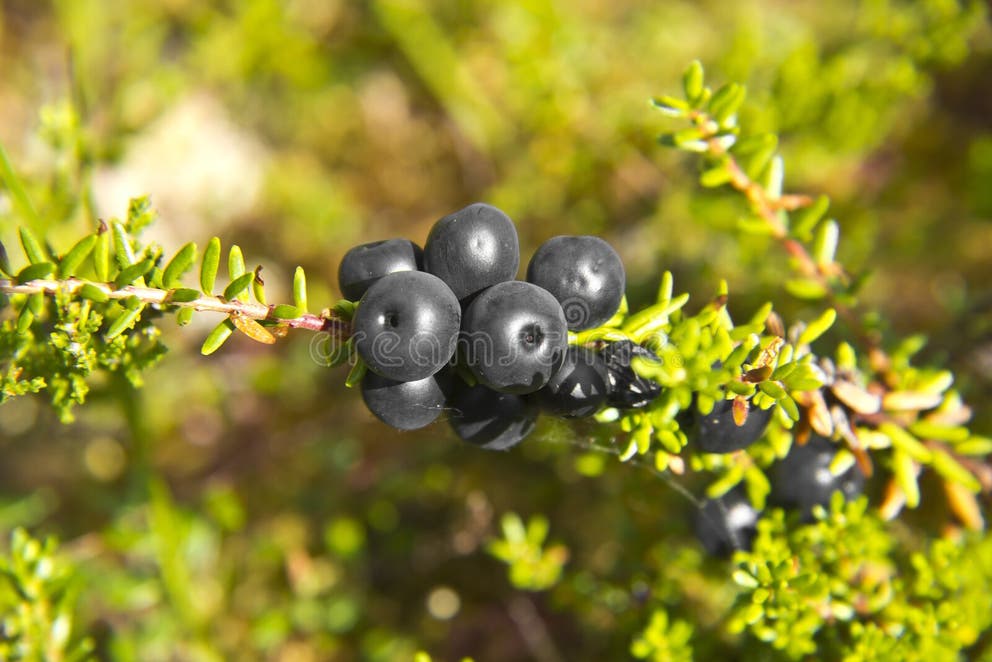 Crowberries stock image. Image of travel, karelia, black - 26107789