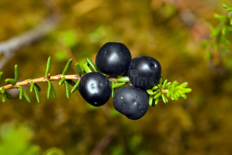 Crowberry stock image. Image of healthy, forest, macro - 15593097