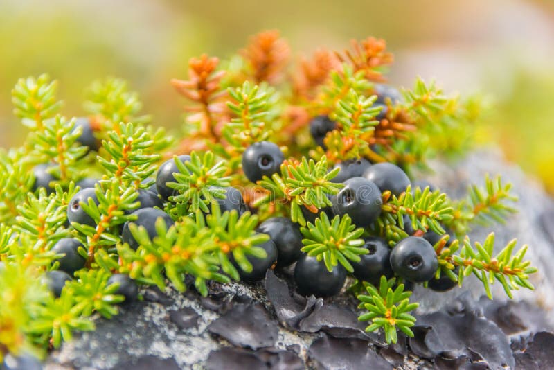 Crowberry In Its Green Phase Before Ripening, Found On The Arctic ...