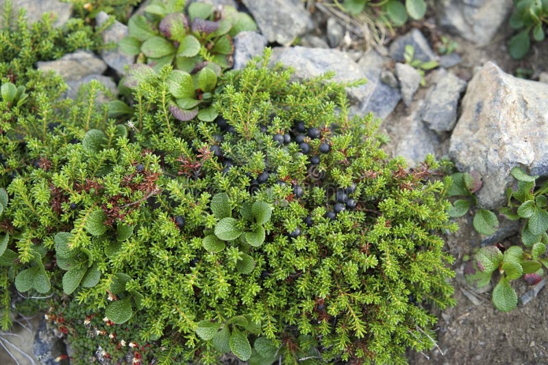 Crowberry Bush stock image. Image of branch, leaf, forest - 74479093