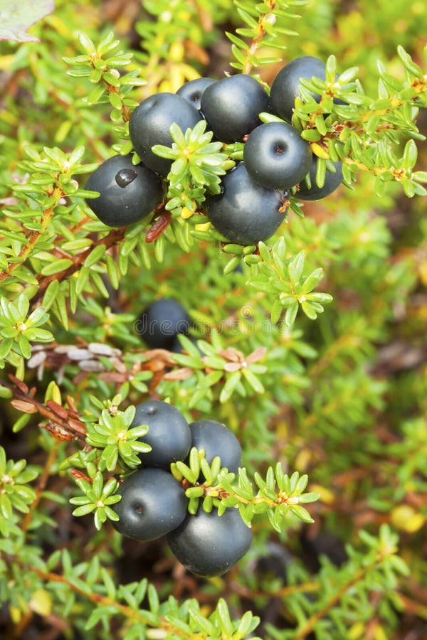 Black crowberry berries stock image. Image of botany - 17629415