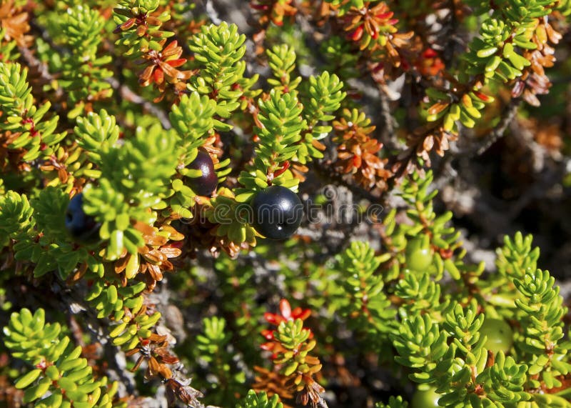 Crowberry Also Known As Empetrum Nigrum in the Forest Stock Image ...