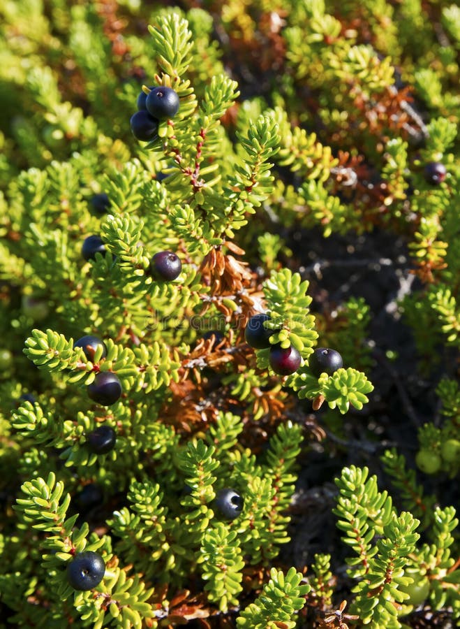 Crowberry stock image. Image of healthy, forest, macro - 15593097