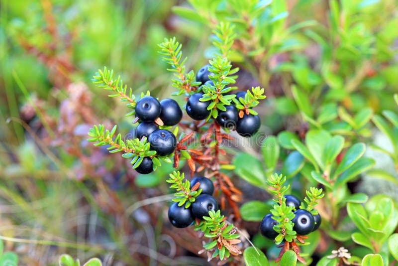 Crowberry stock image. Image of black, forest, plant - 43798547