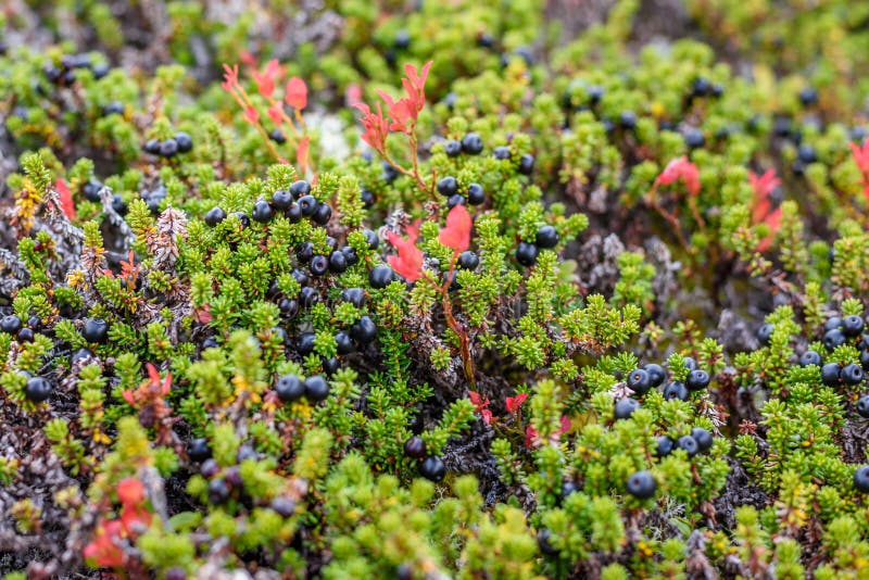Crowberry in Its Natural Form in the Forest Stock Image - Image of ...