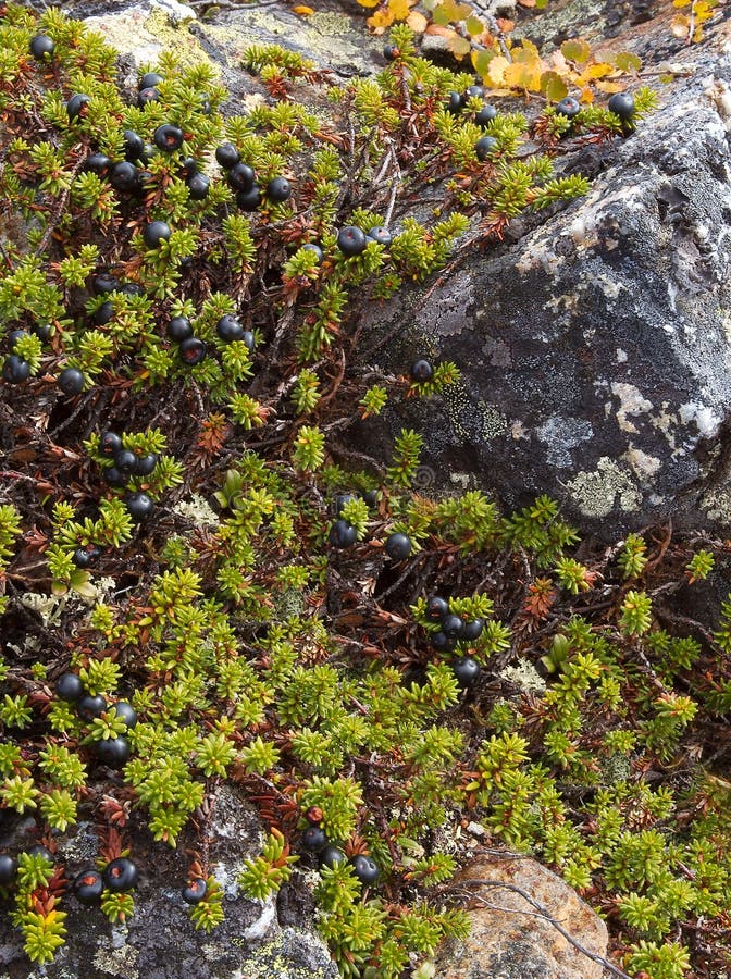 Crowberry shrubs stock image. Image of boulders, outdoors - 15570975