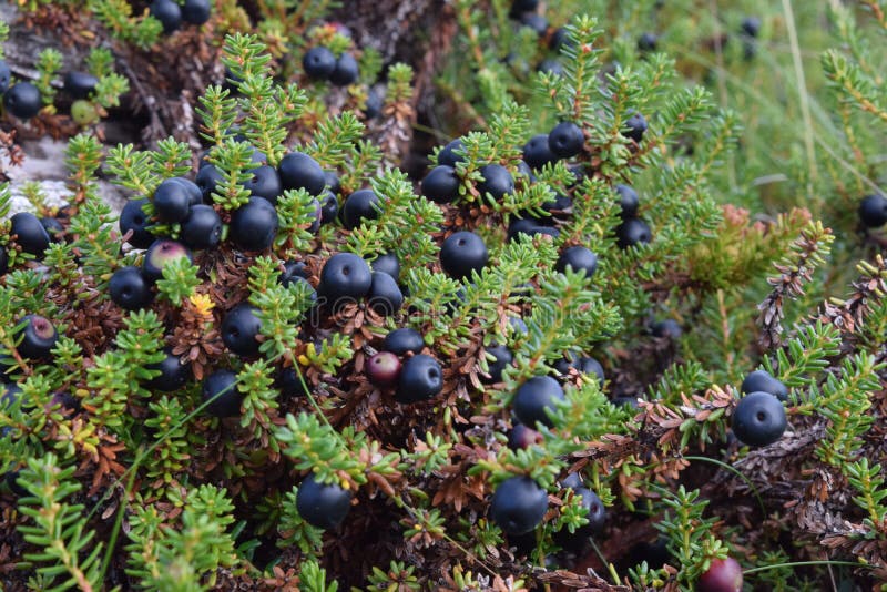 Crowberry stock photo. Image of empetrum, berry, nature - 84980922