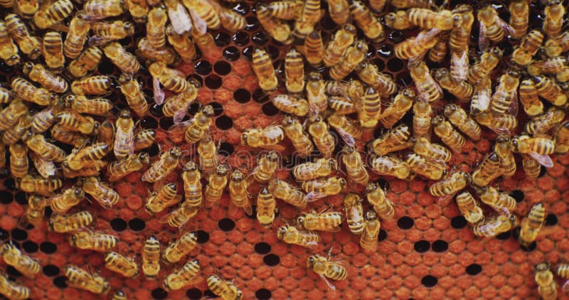 A Crowd of Bees Working on Honeycombs Inside the Hive. Close-up Stock ...