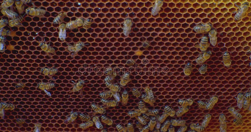 A Crowd of Bees Working on Honeycombs Inside the Hive. Close-up Stock ...