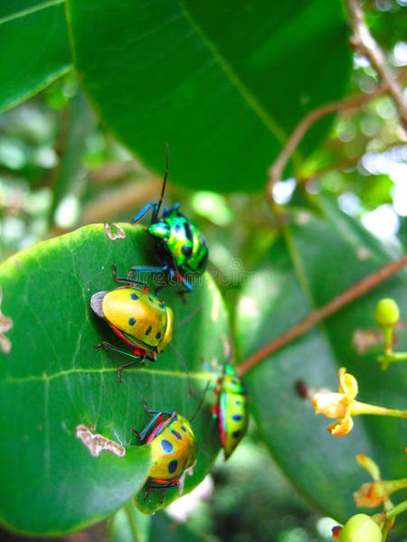 Crowd of beetles on a leaf stock photo. Image of graphics - 2716232