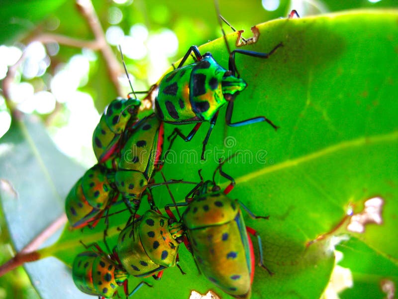 Crowd of beetles on a leaf stock photo. Image of graphics - 2716232
