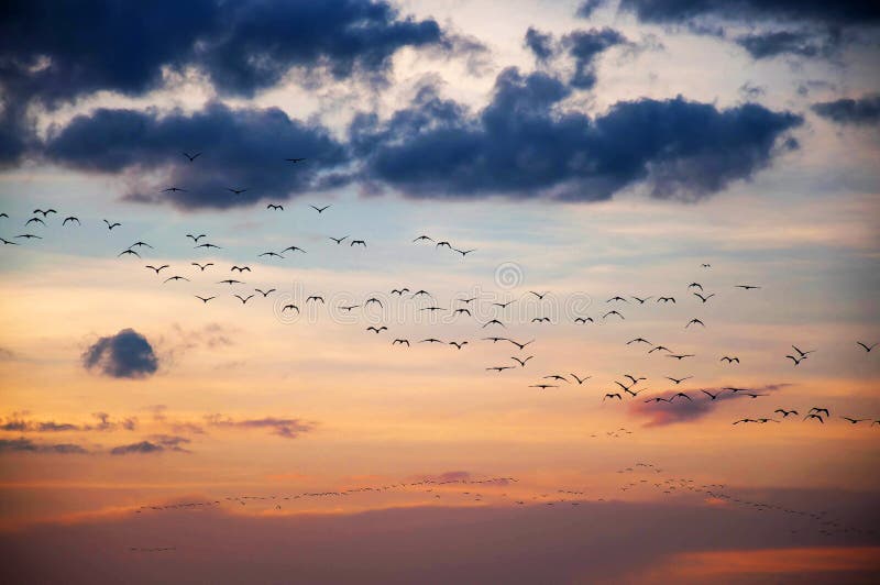 Crowd of Birds Flying in the Sky - Small Birds Stock Image - Image of ...