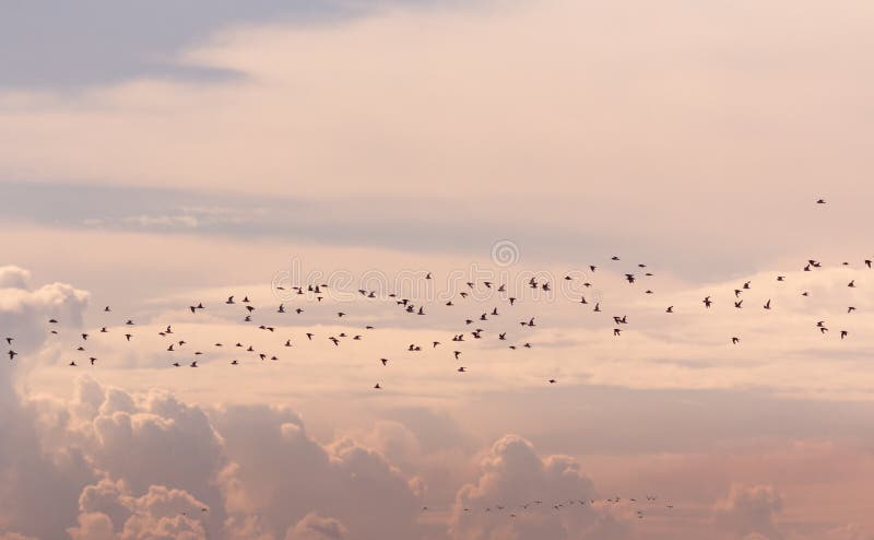 Crowd of Birds Flying in the Sky - Small Birds Stock Image - Image of ...