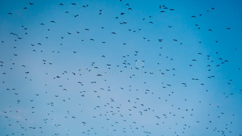 Crowd of Birds Flying in the Sky - Small Birds Stock Image - Image of ...
