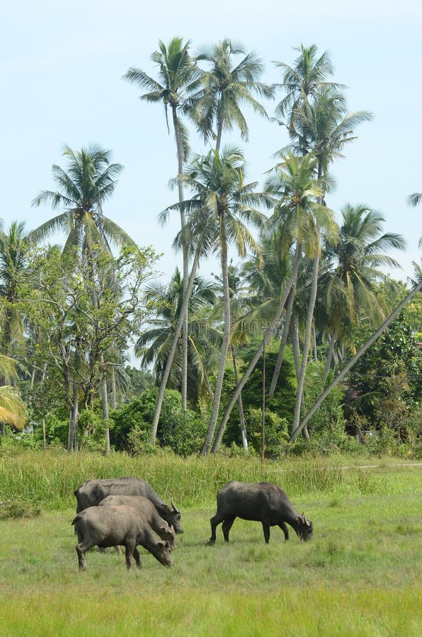 A Crowd of Buffalo Eat Grass Under the Coconut Tree. Stock Image ...