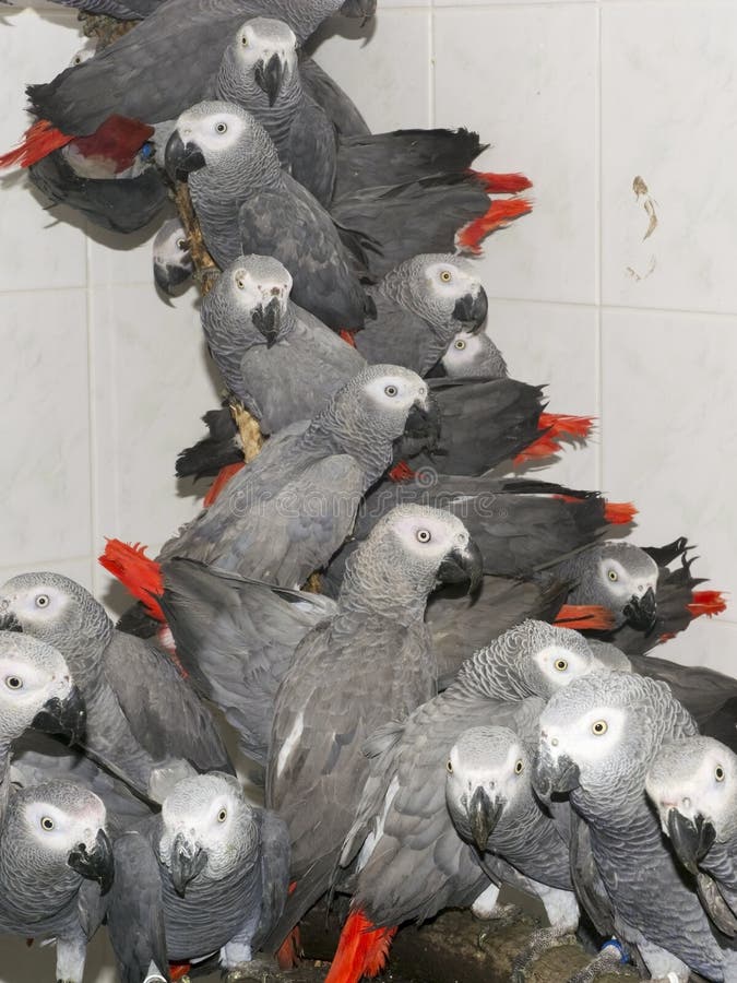 Crowd of Confiscated African Grey Parrots (Psittacus Erithacus) Stock ...