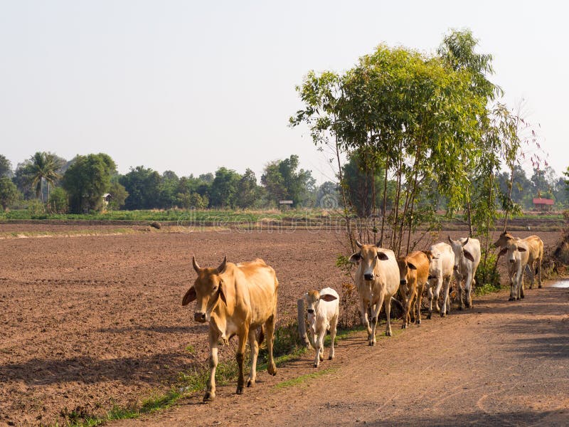 Crowd Cow Walking in a Row on the Country Road Stock Image - Image of ...