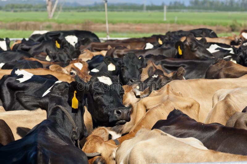 Crowd of Cows stock image. Image of cows, barn, covering - 85587485