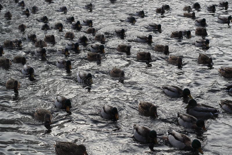 A Crowd of Ducks Floating on the Water Stock Photo - Image of beautiful ...