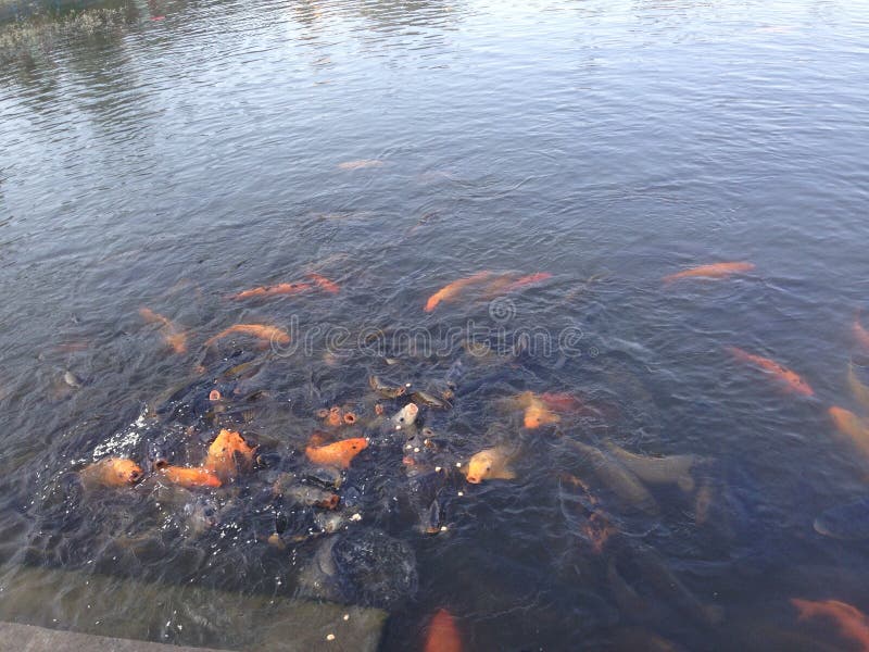 Crowd of fish stock photo. Image of pond, school, shallow - 538600
