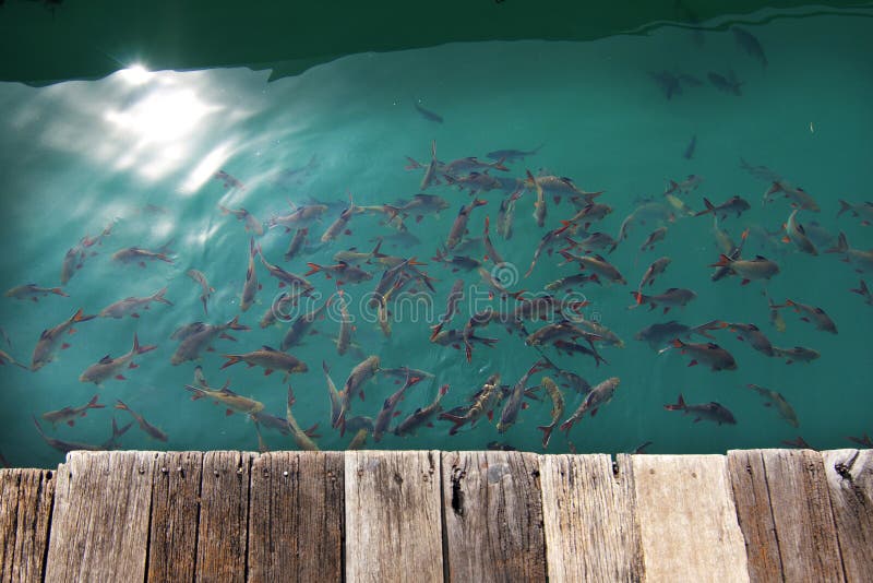 Crowd fish stock image. Image of speckled, production - 27845171