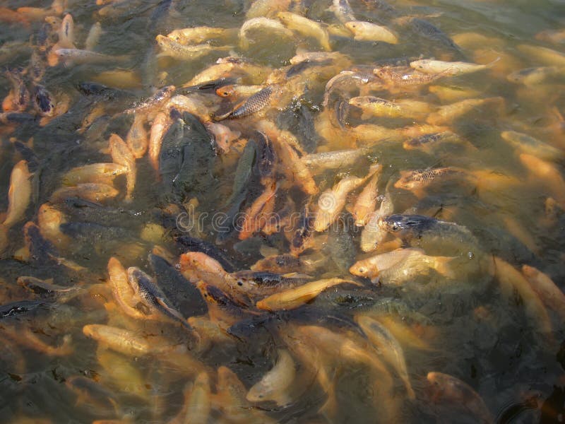 Leaving fish stock image. Image of orange, motivation - 4160701