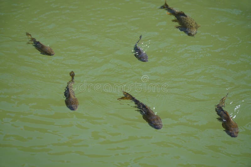 Crowd of Fish Swimming in Pond Stock Photo - Image of water, swimming ...