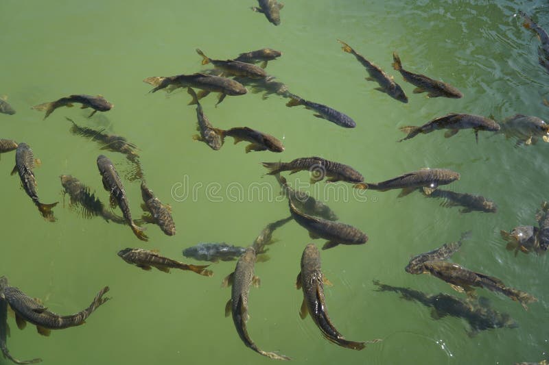 Crowd of Fish Swimming in Pond Stock Photo - Image of animal, swimming ...