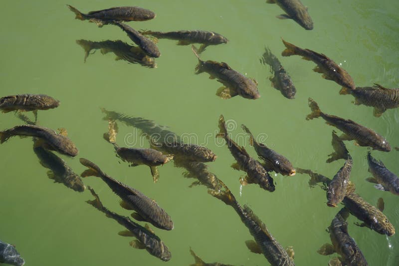 Crowd of Fish Swimming in Pond Stock Photo - Image of water, swimming ...