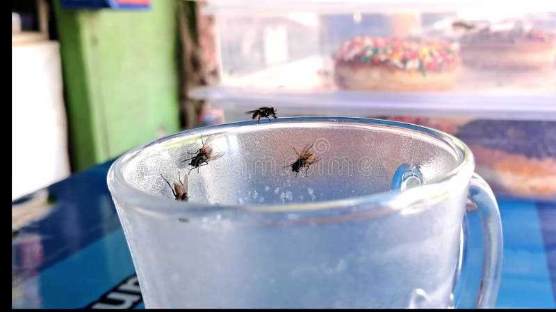 A Crowd of Flies in a Glass Container Stock Video - Video of fast ...