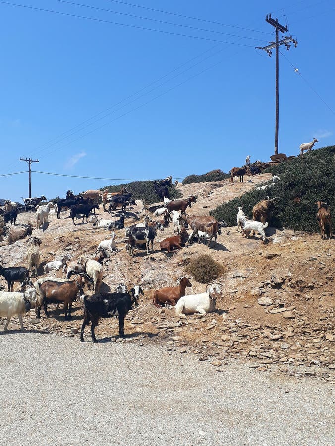 Crowd of Goats Next To a Road in Ios Stock Image - Image of wildlife ...