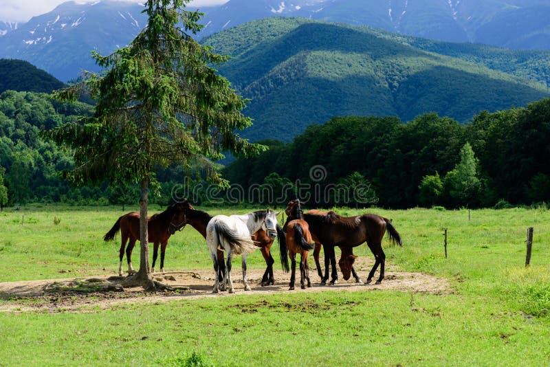 Crowd of horses stock image. Image of crowd, horses, colors - 85366765