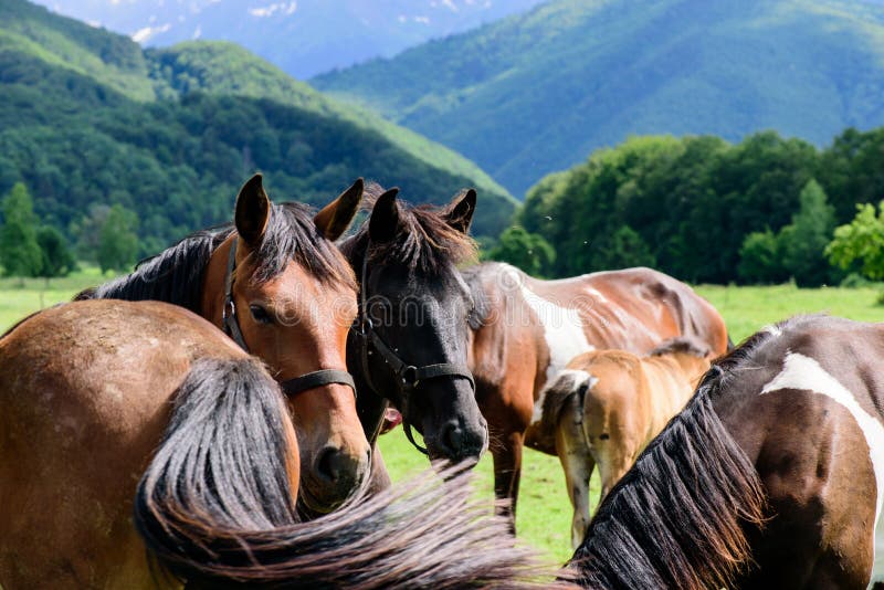 Crowd of horses stock image. Image of crowd, horses, colors - 85366765