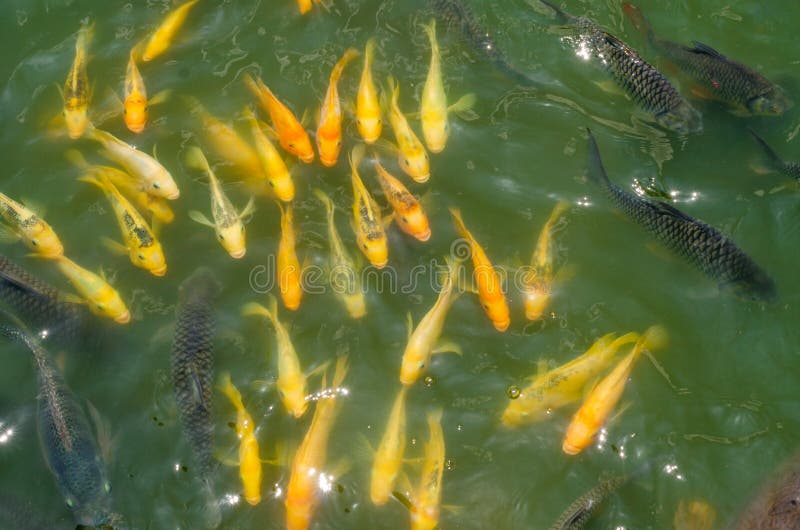Crowd of Many Different Fish Eating Feed in Lake Stock Image - Image of ...