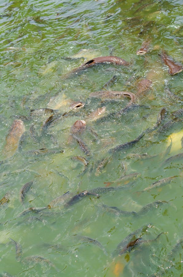 Crowd of Many Different Fish Eating Feed in Lake Stock Image - Image of ...