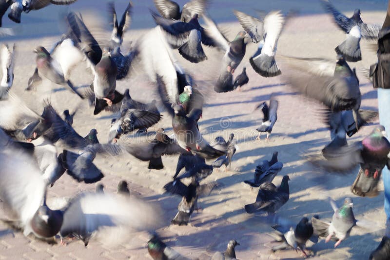 Crowd of Pigeons Fly Off in Search of Food Abstract Stock Image - Image ...