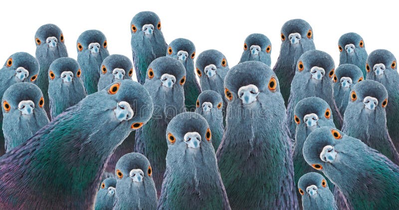 Crowd of Pigeons Looking at Camera Isolated on White Stock Image ...