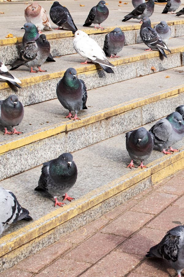 Messy Pigeons Stock Photos - Free & Royalty-Free Stock Photos from ...