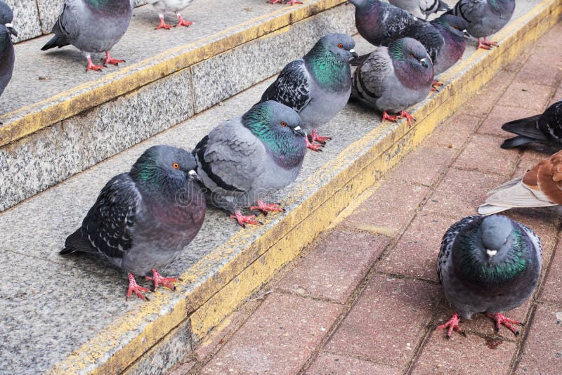 A Crowd of Pigeons Sitting on the Steps Stock Image - Image of earth ...