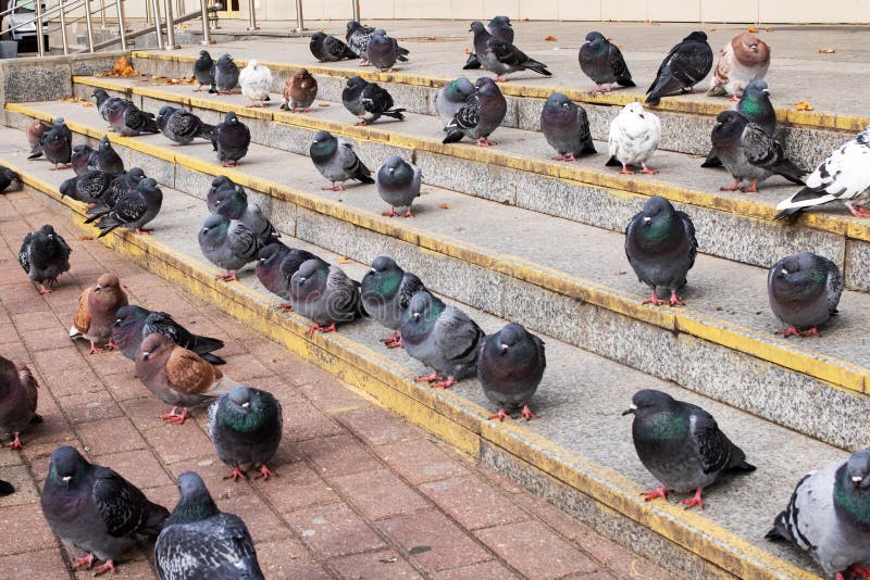 A Crowd of Pigeons Sitting on the Steps Stock Image - Image of freedom ...