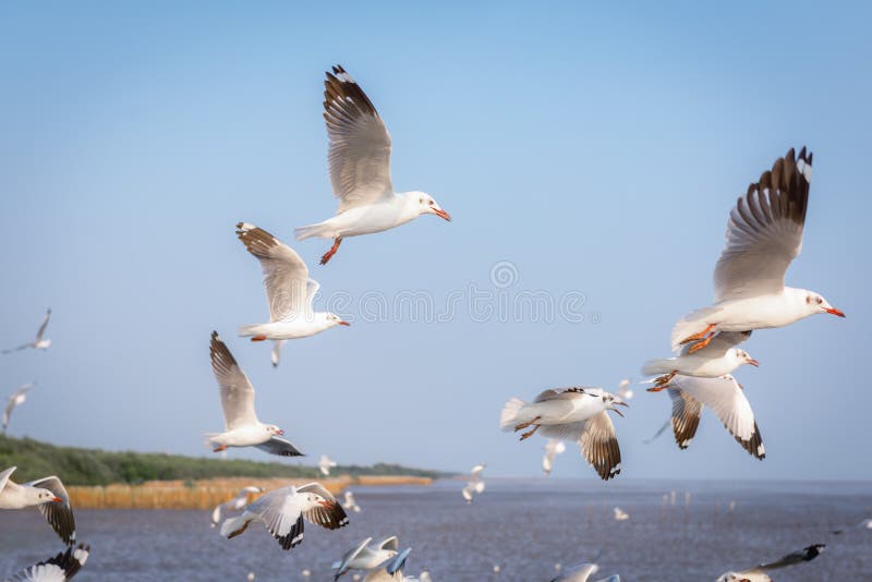Crowd of Seagull Bird is Flying on the Sky at Evening. Animal and ...