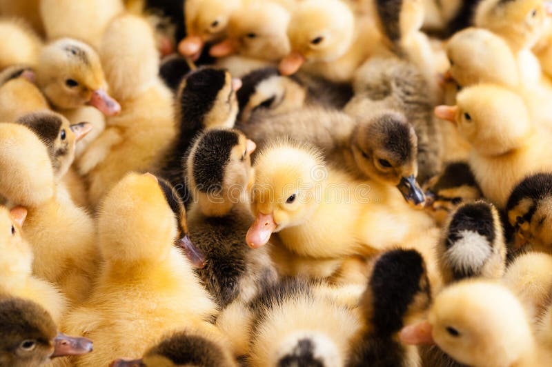 Crowd of Small Ducklings on Farm Stock Image - Image of tiny, sweet ...