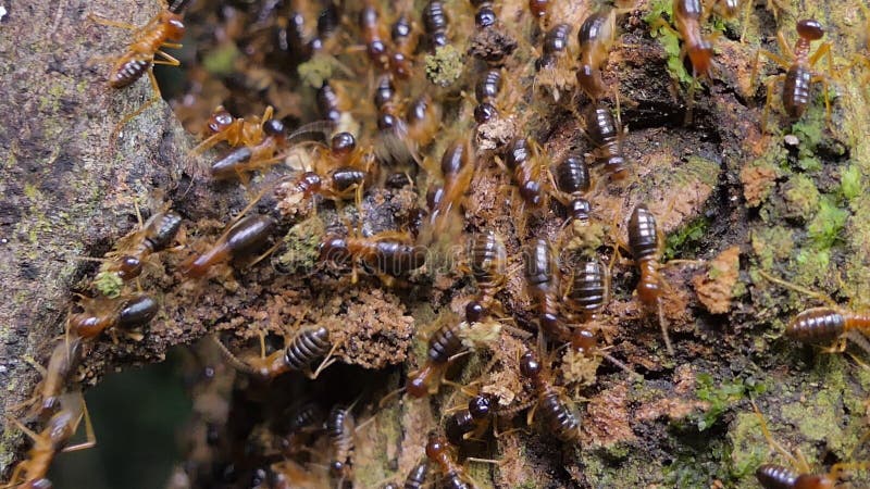 Crowd of Termites in Tropical Rain Forest. Stock Video - Video of eerie ...