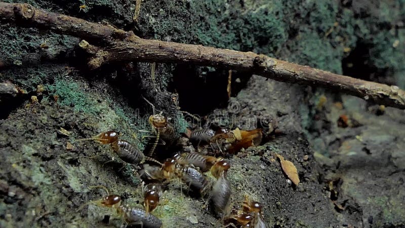 Termites in Tropical Rain Forest. Stock Footage - Video of ecology ...