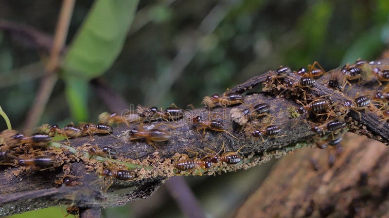 Crowd of Termites in Tropical Rain Forest. Stock Footage - Video of ...